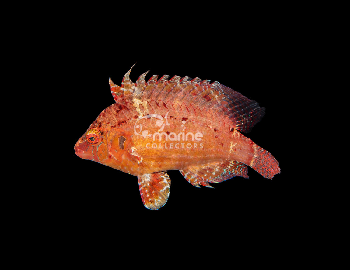 Collectors Chamber - Rare Saltwater Fish and Marine Pets – Marine ...