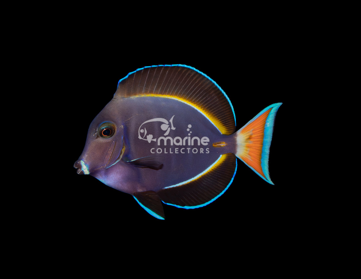 Collectors Chamber - Rare Saltwater Fish and Marine Pets – Marine ...