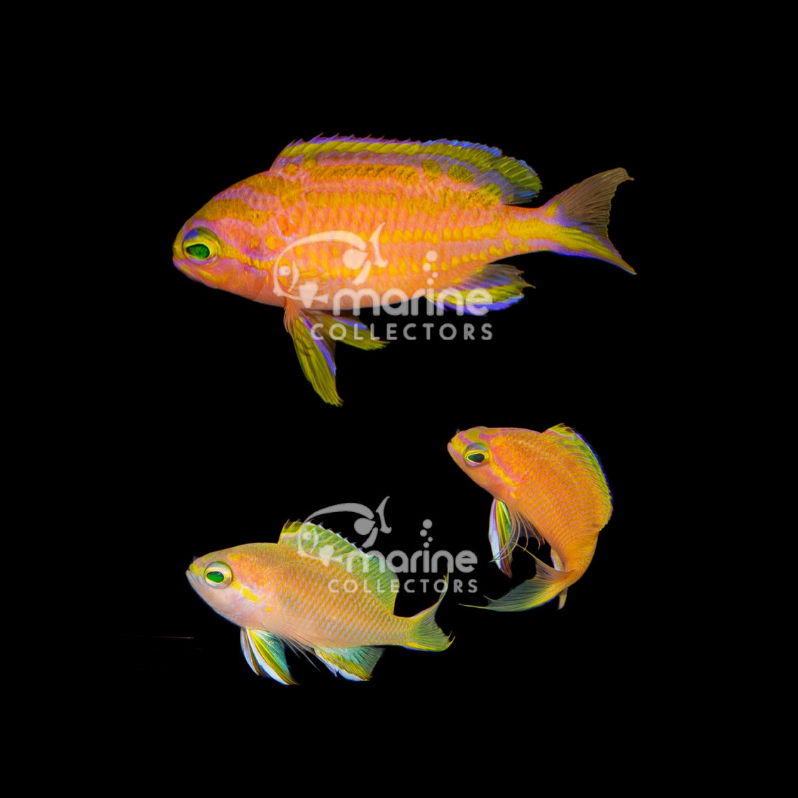 Collectors Chamber - Rare Saltwater Fish and Marine Pets – Marine ...