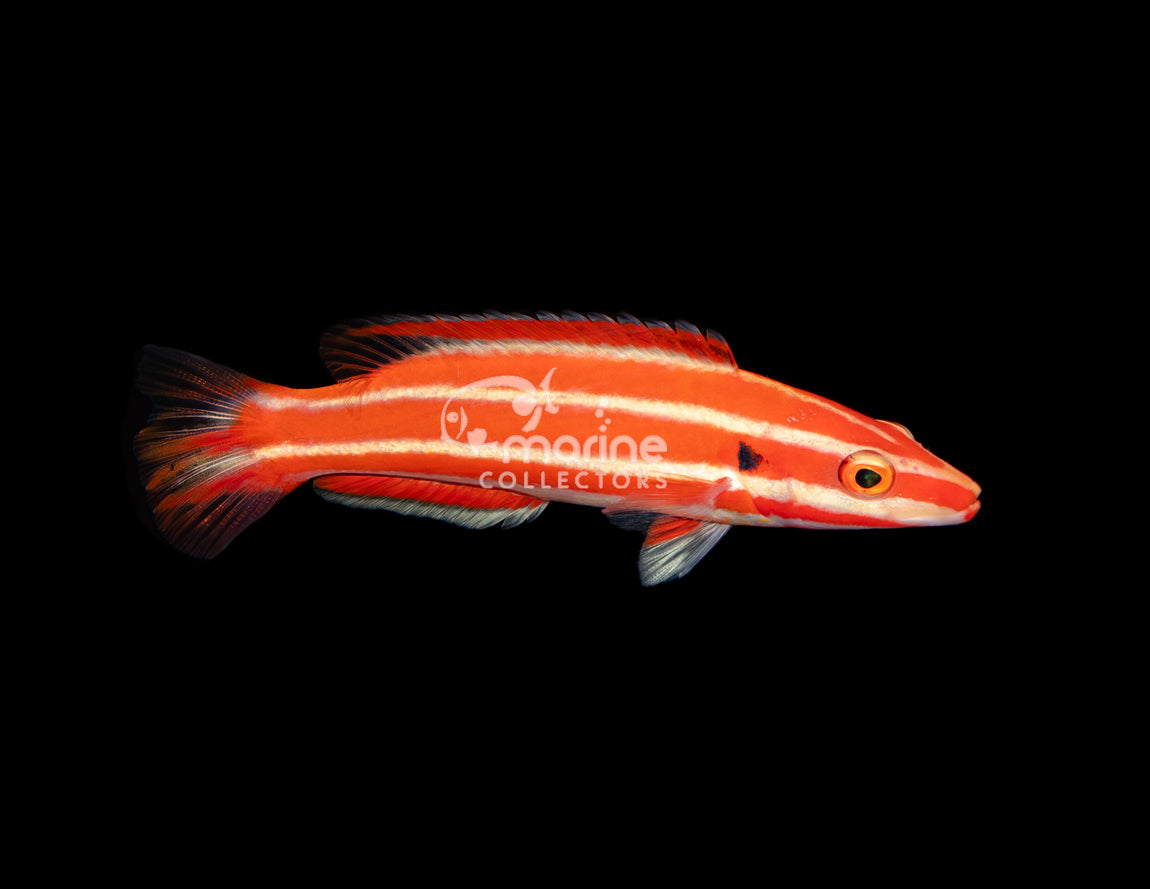 Collectors Chamber - Rare Saltwater Fish and Marine Pets – Marine ...