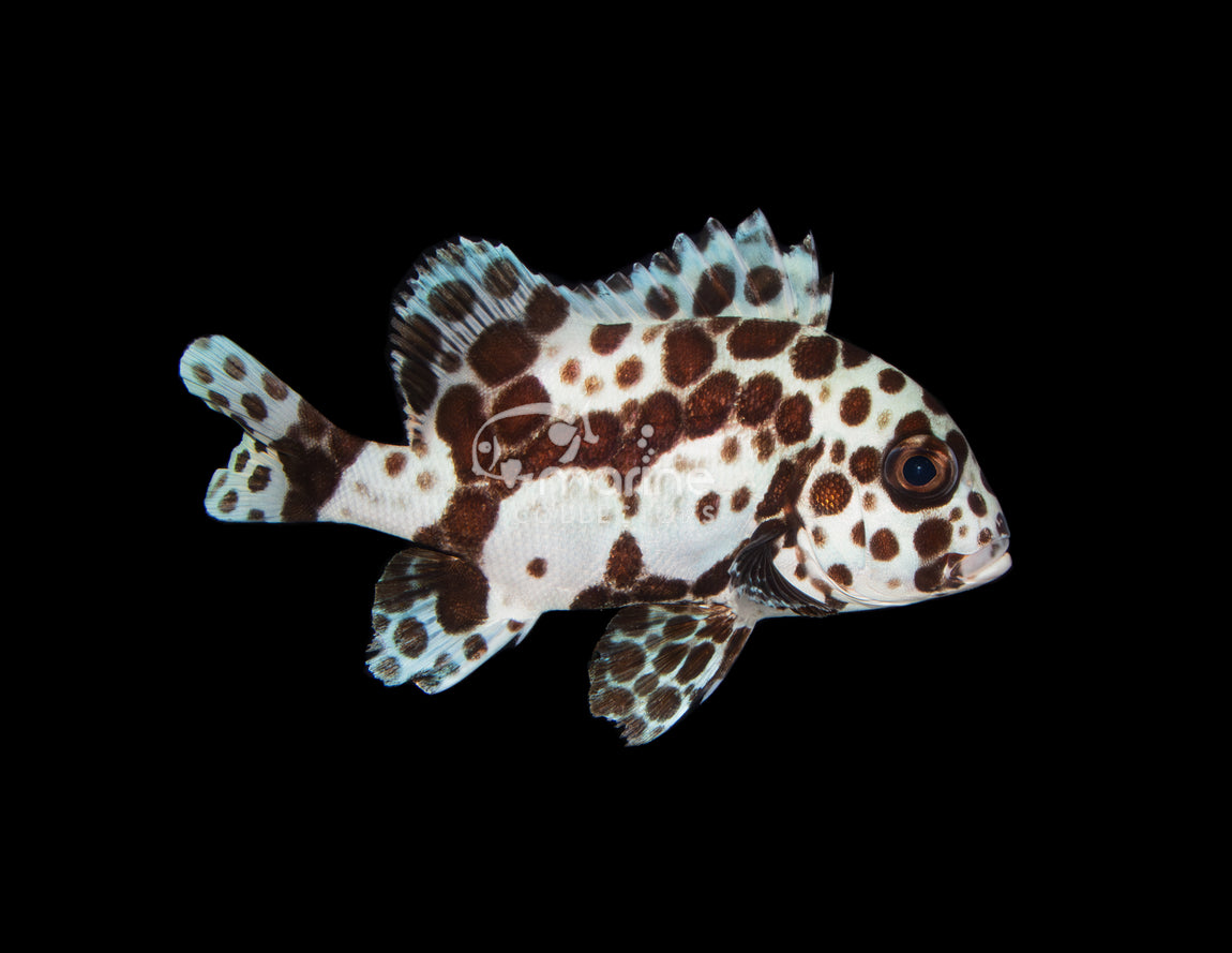 Collectors Chamber - Rare Saltwater Fish and Marine Pets – Marine ...