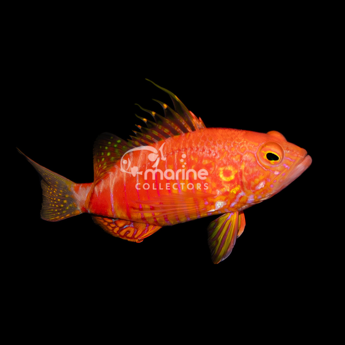 Pelicier's Perchlet [JAPAN] – Marine Collectors