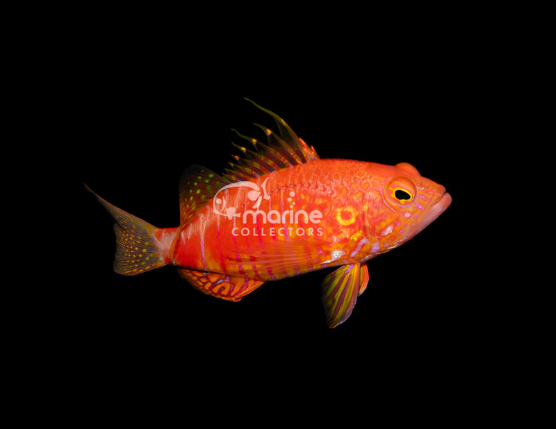 Collectors Chamber - Rare Saltwater Fish and Marine Pets – Marine ...