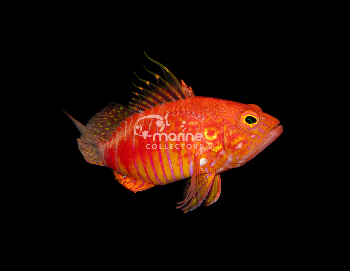 Collectors Chamber - Rare Saltwater Fish and Marine Pets – Marine ...