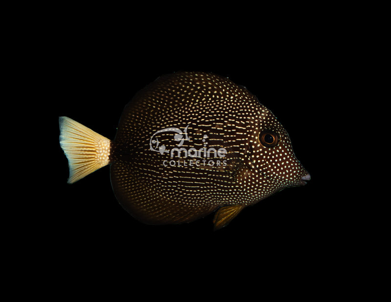 Collectors Chamber - Rare Saltwater Fish and Marine Pets – Marine ...