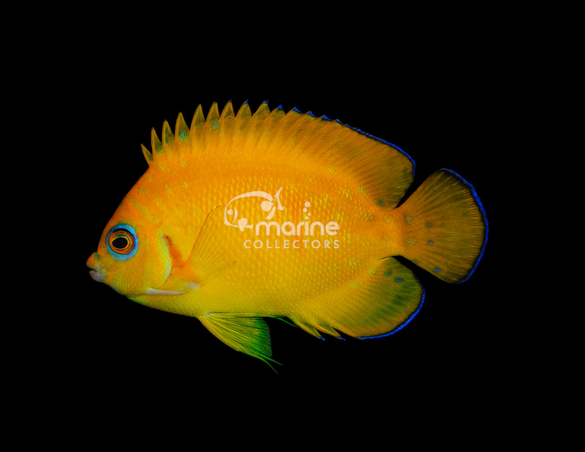 Collectors Chamber - Rare Saltwater Fish and Marine Pets – Marine ...