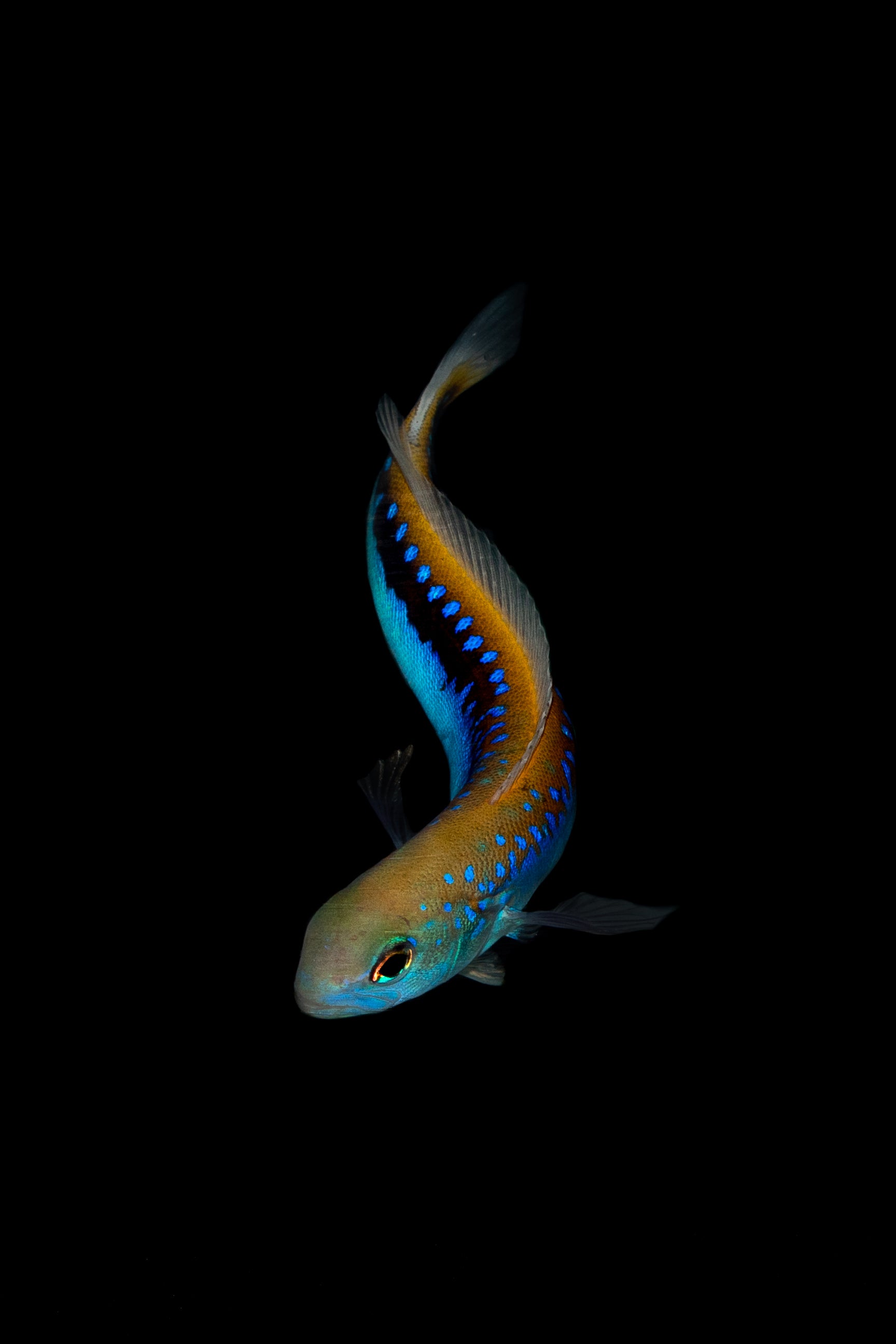 Saltwater Fish for Sale | Buy Marine Aquarium Fish | Marine Collectors