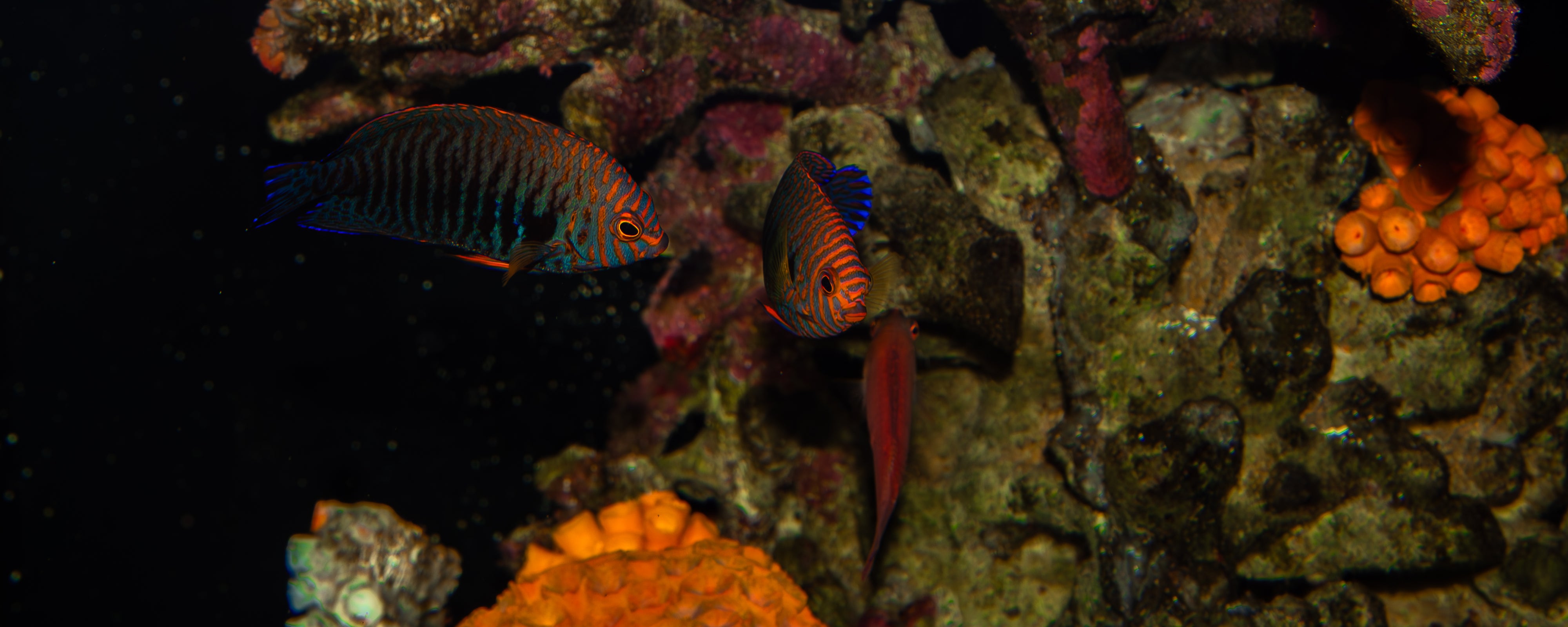Education Marine Collectors