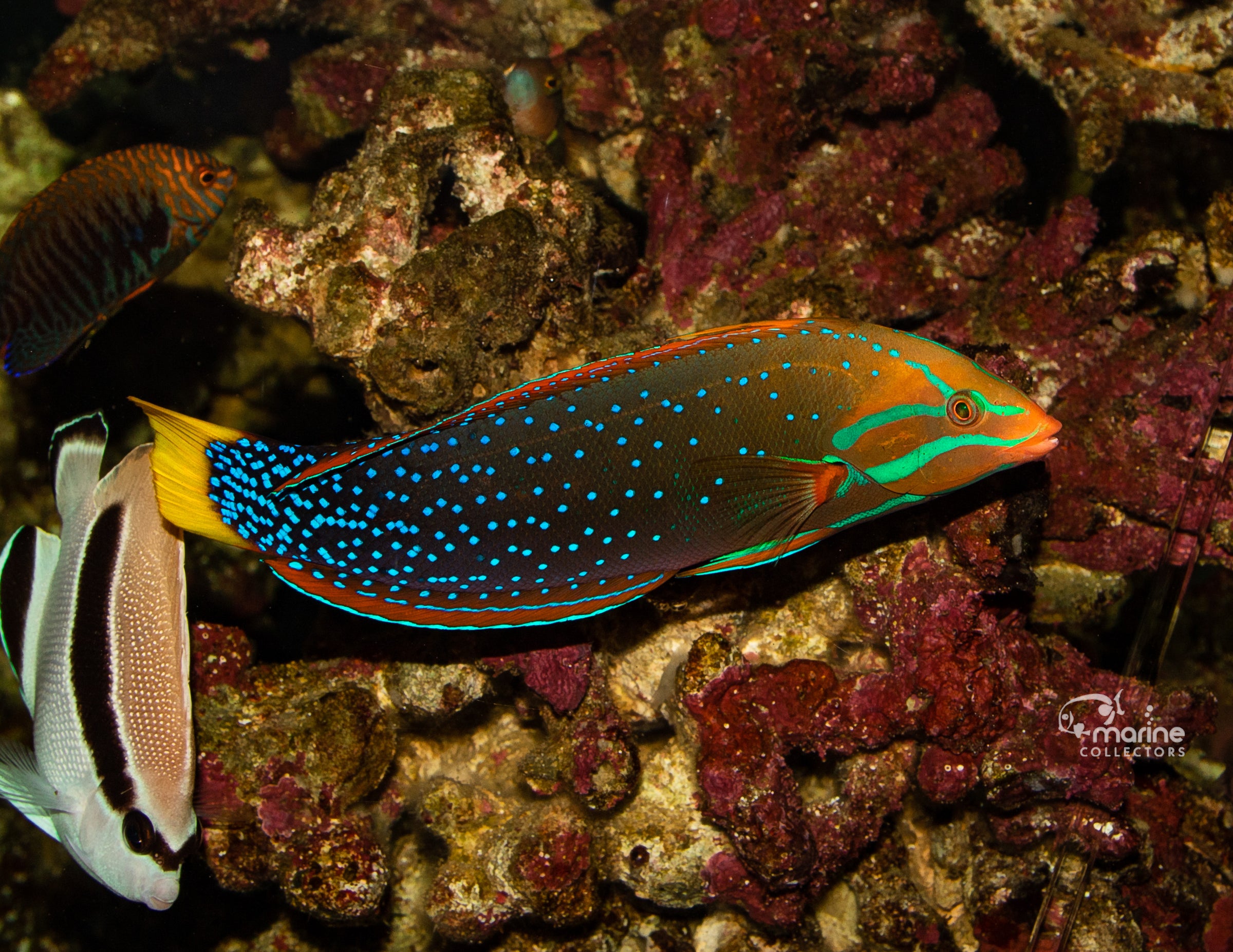 Aquarium Articles – Marine Collectors