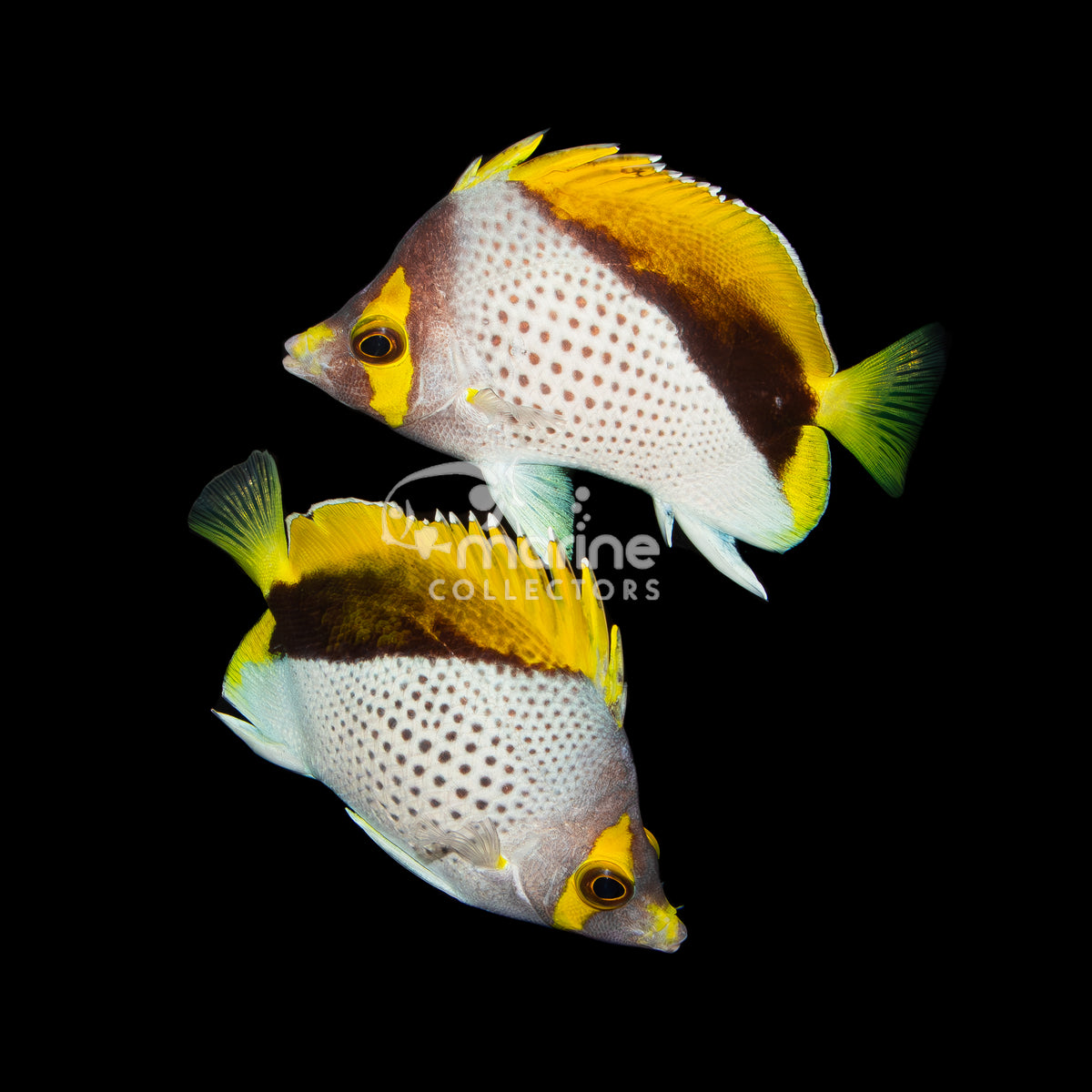 Declivis "Marquesas" Butterflyfish – Marine Collectors