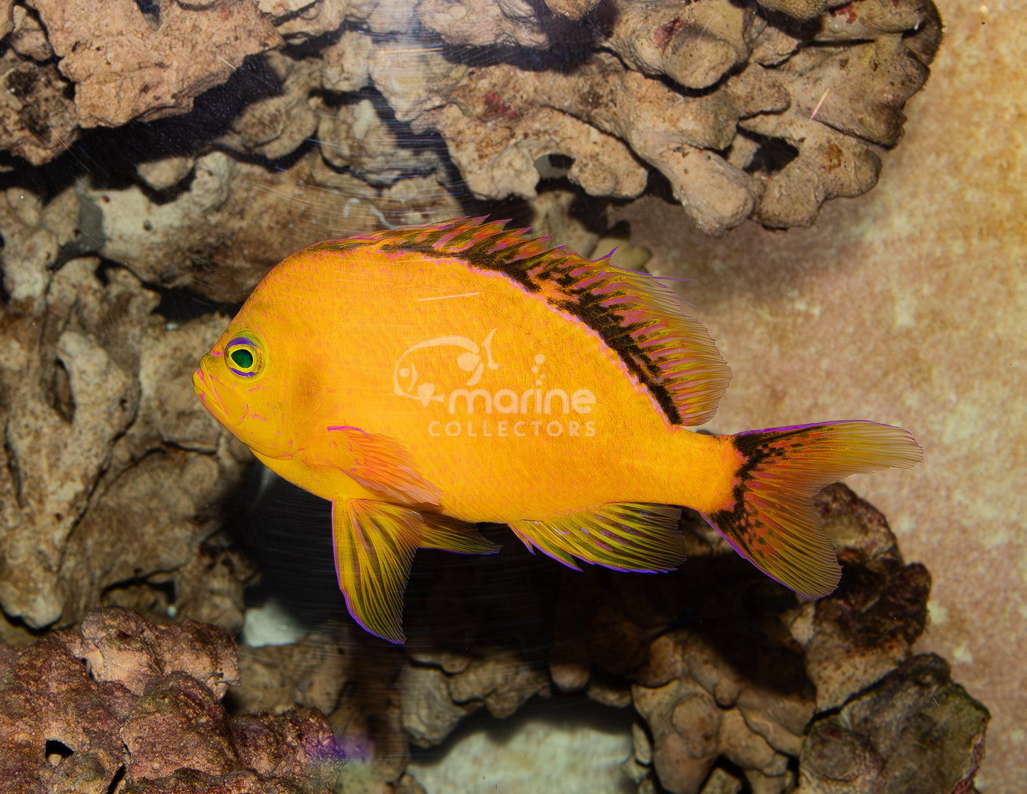 Collectors Chamber - Rare Saltwater Fish and Marine Pets – Marine ...