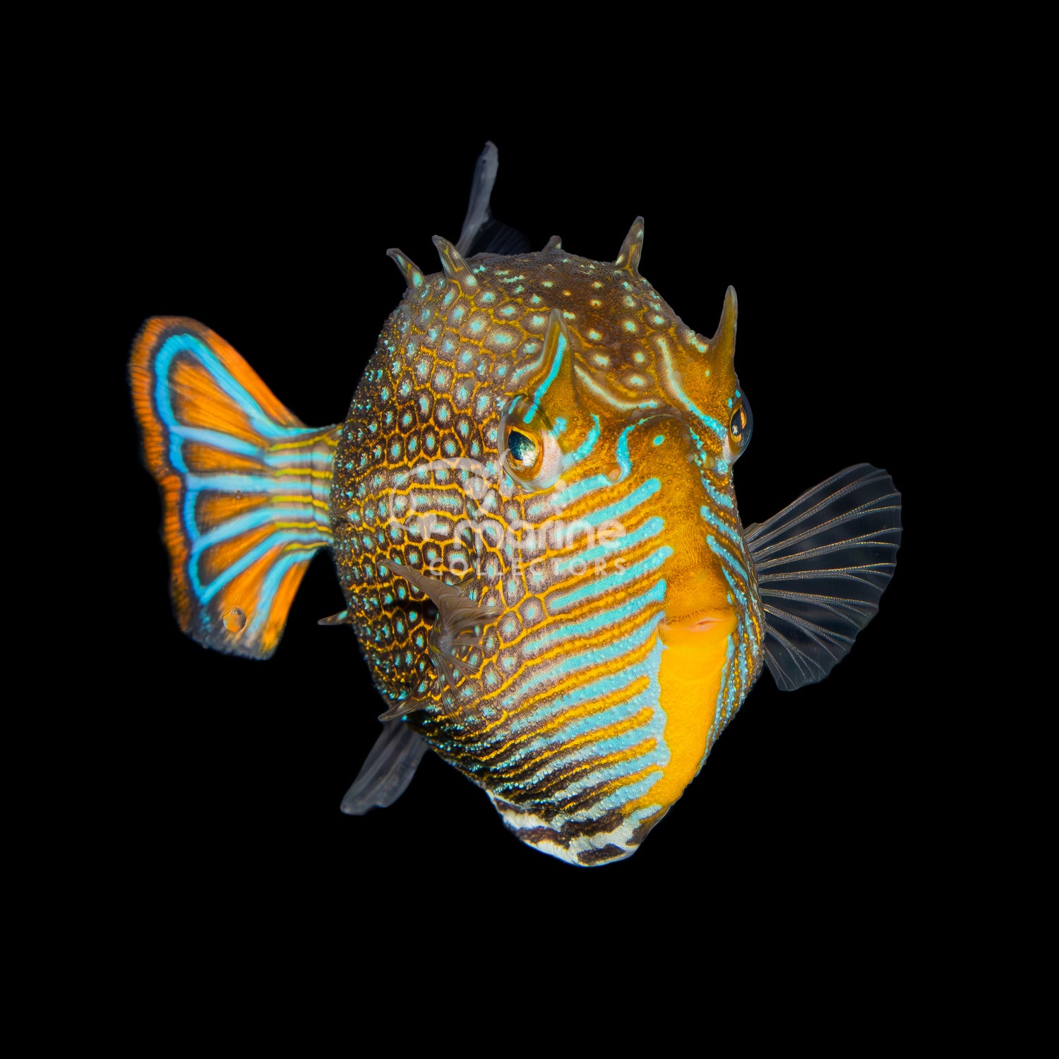 New Arrivals - Saltwater Fish for Marine Aquariums – Marine Collectors