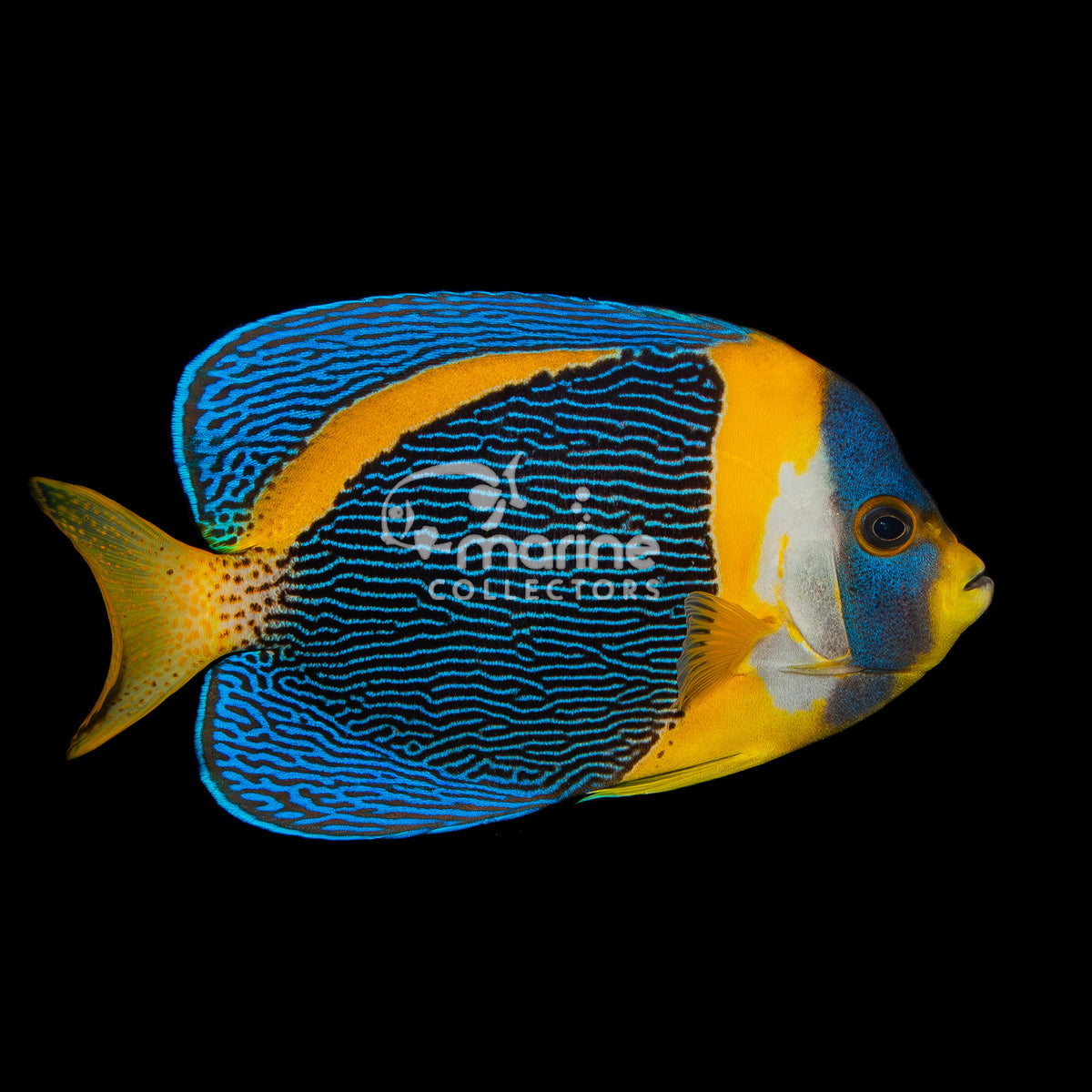 Scribble Angel - Saltwater Fish – Marine Collectors