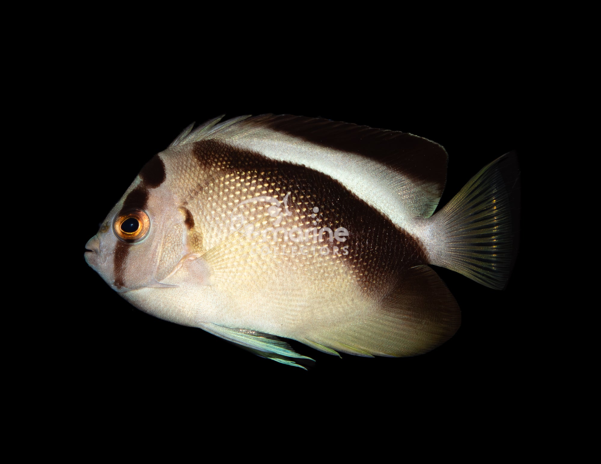 Saltwater Fish for Sale | Buy Marine Aquarium Fish | Marine Collectors