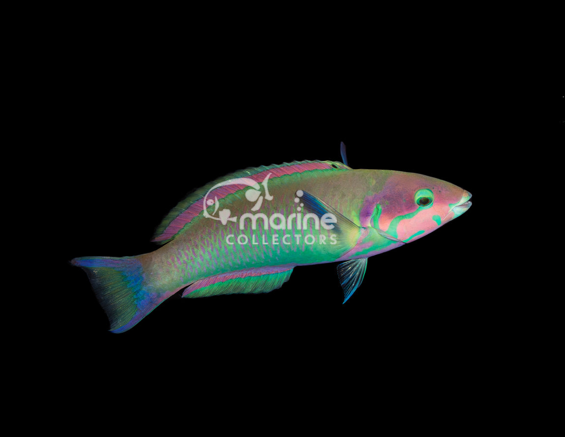 Collectors Chamber - Rare Saltwater Fish and Marine Pets – Marine ...