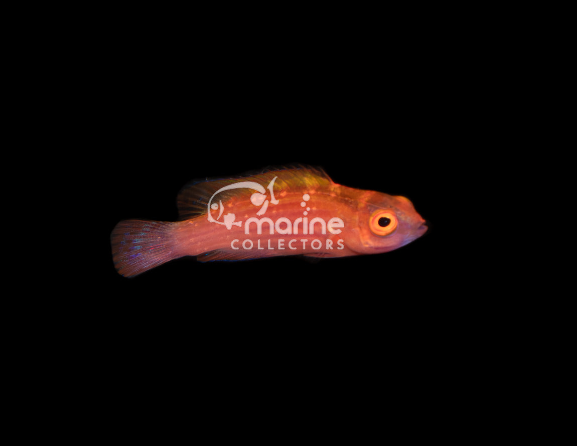 Collectors Chamber - Rare Saltwater Fish and Marine Pets – Marine ...