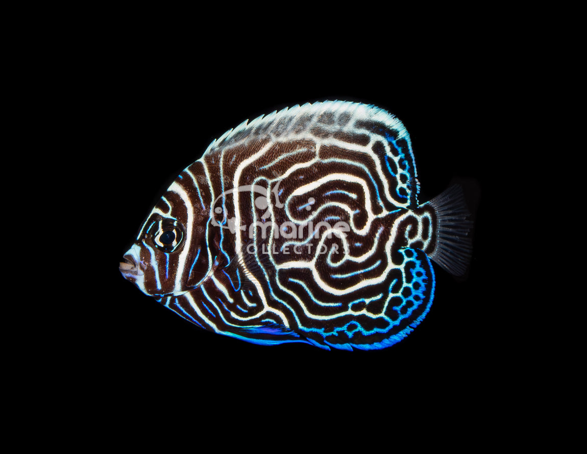 Collectors Chamber - Rare Saltwater Fish and Marine Pets – Marine ...