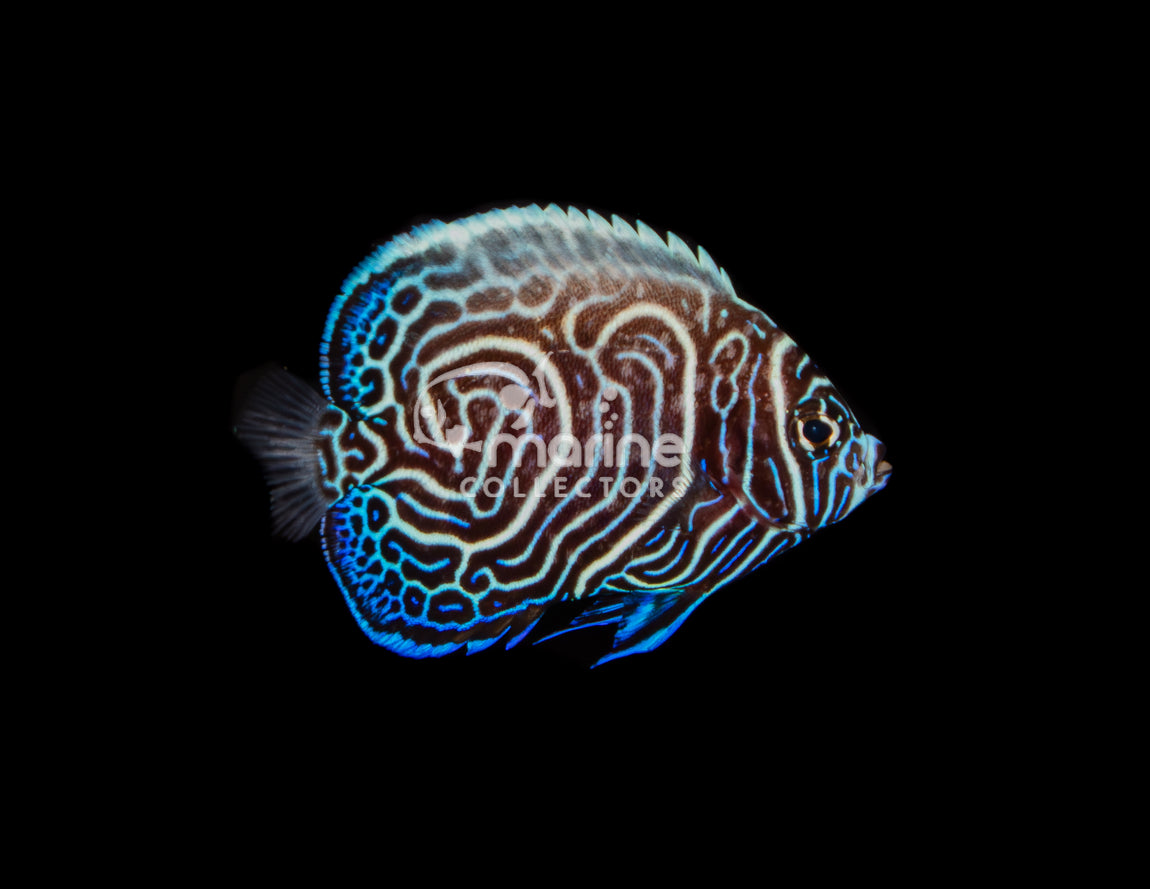 Collectors Chamber - Rare Saltwater Fish and Marine Pets – Marine ...