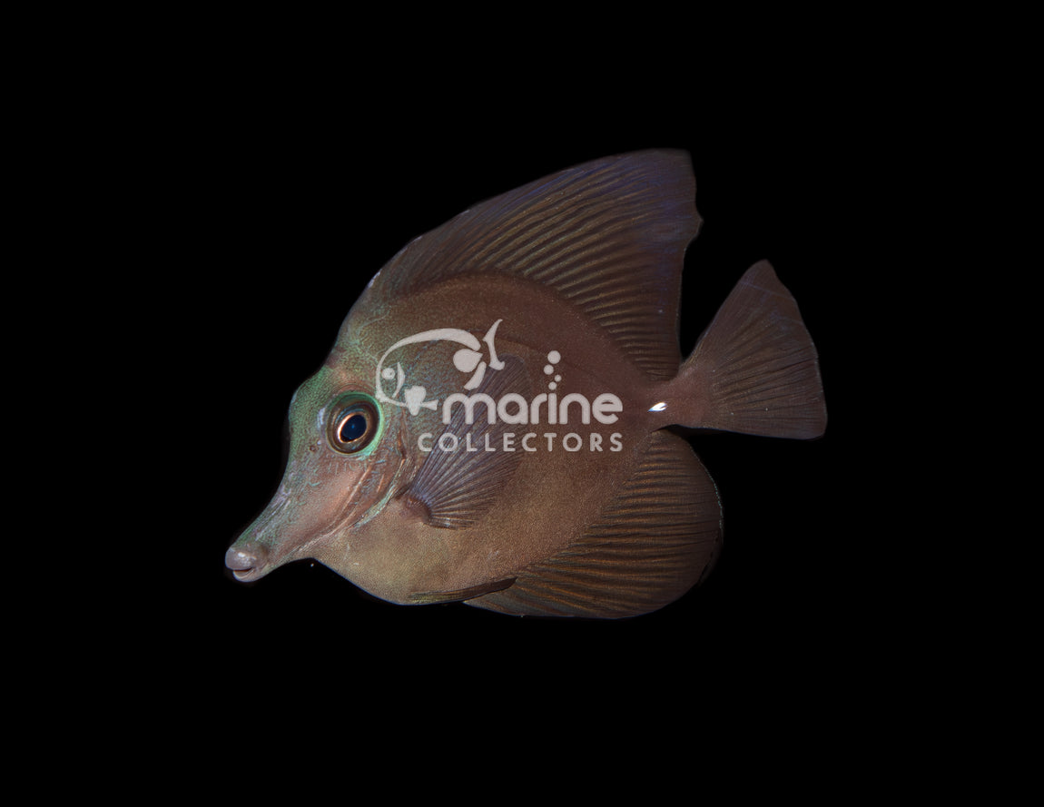 Collectors Chamber - Rare Saltwater Fish and Marine Pets – Marine ...