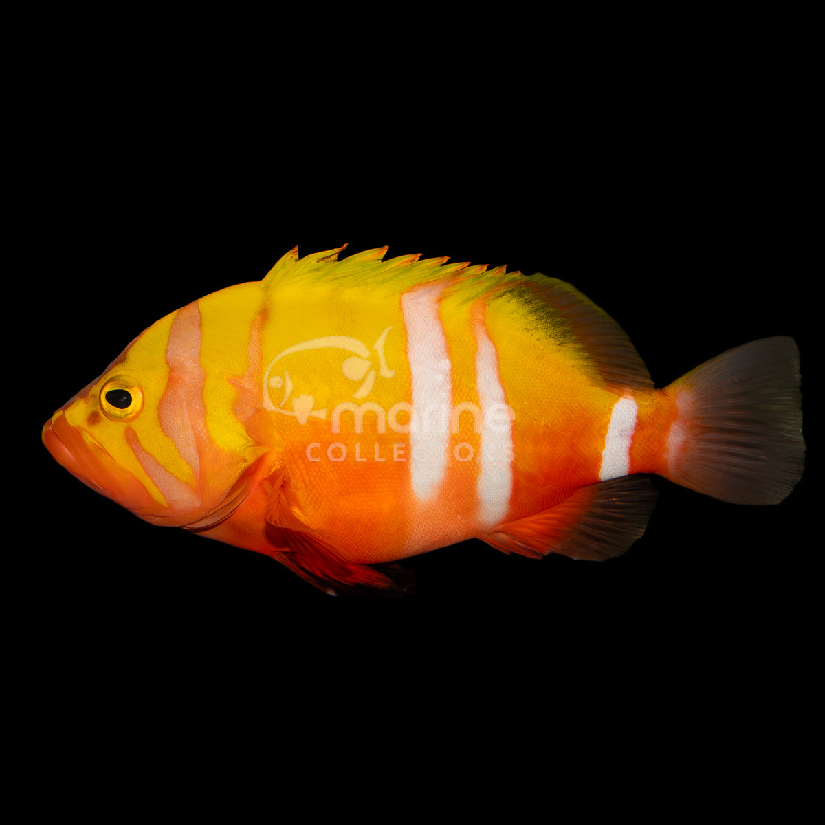 Neptune Grouper [Adult] – Marine Collectors