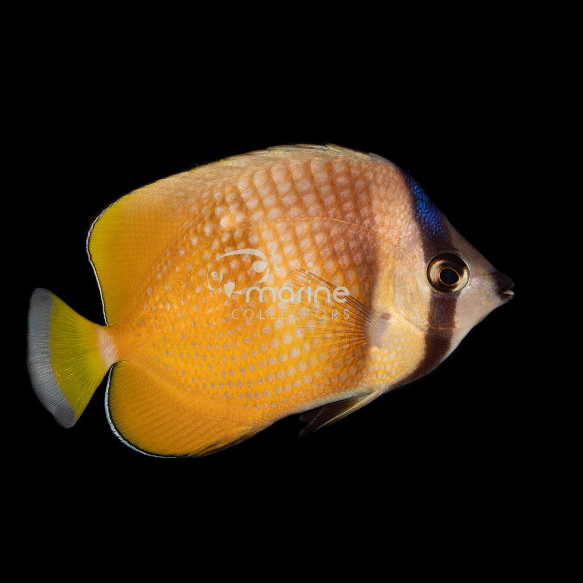 Kleins Butterfly - Saltwater Fish – Marine Collectors