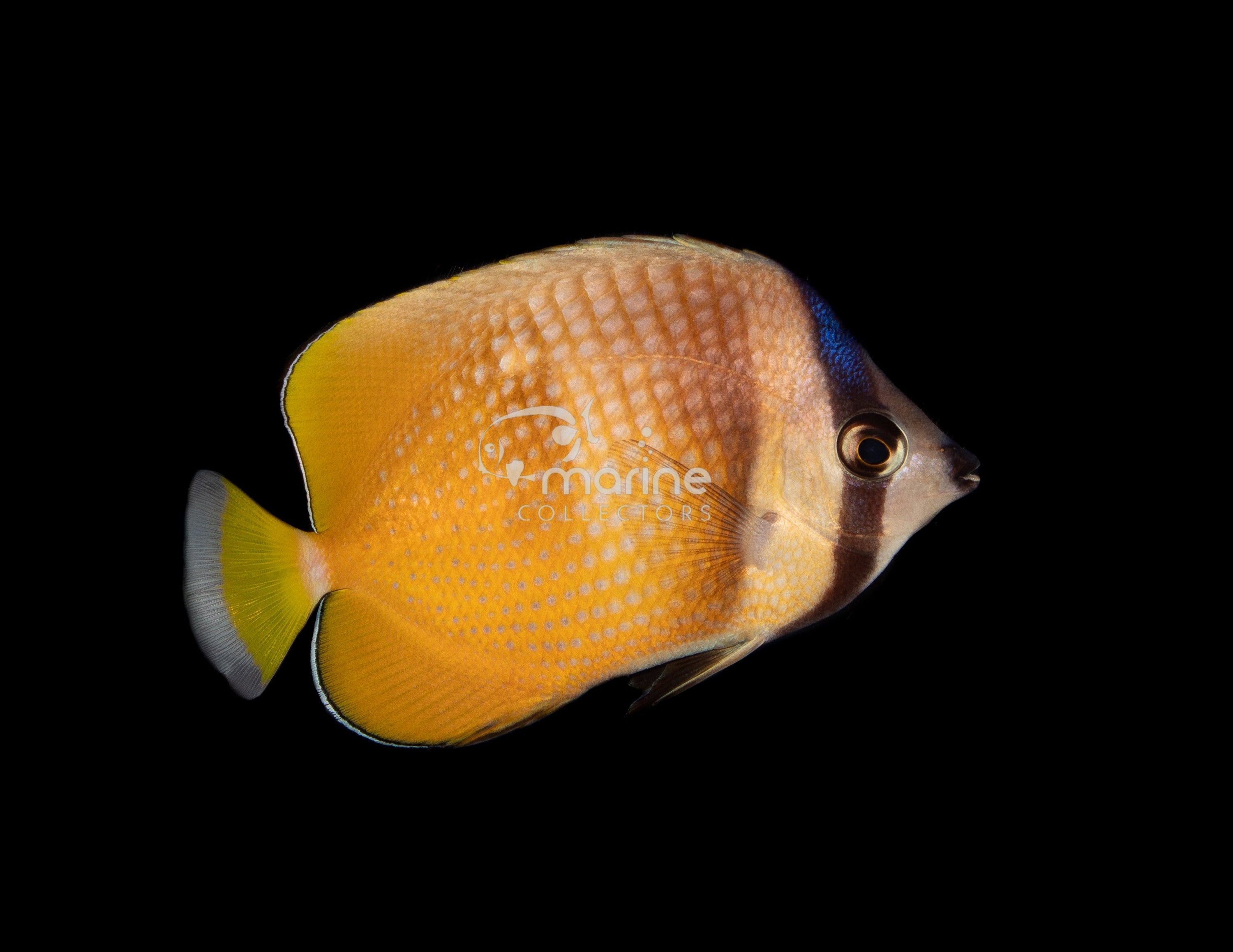 Butterflyfish – Marine Collectors