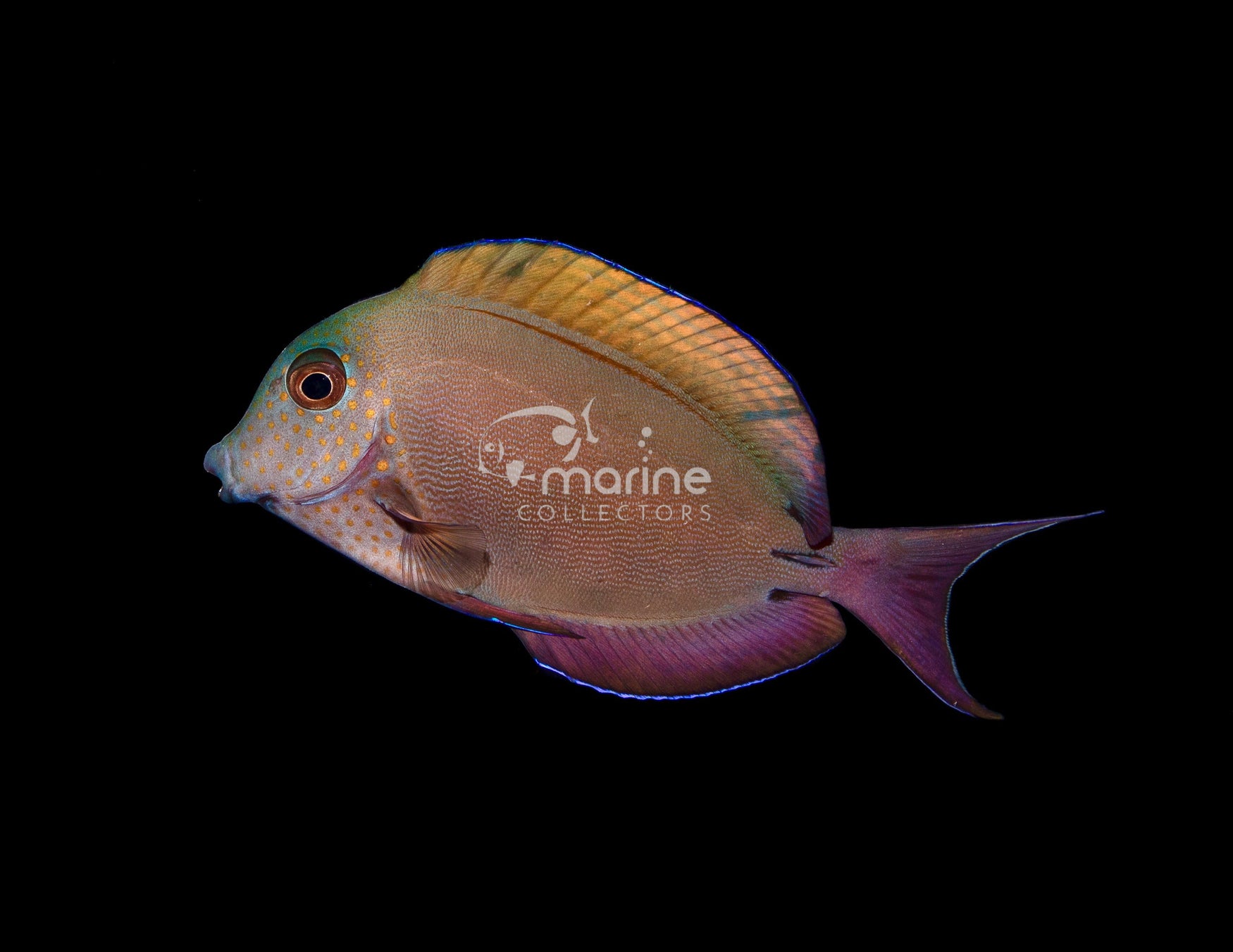 Tangs/Surgeonfish for Sale – Marine Collectors