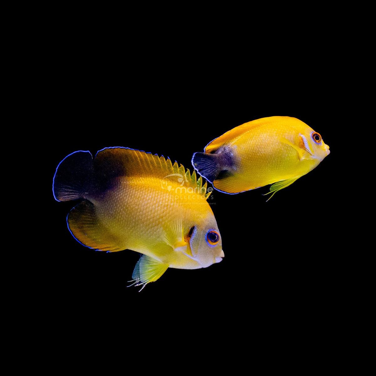 Lemonpeel Hybrid - Saltwater Fish – Marine Collectors