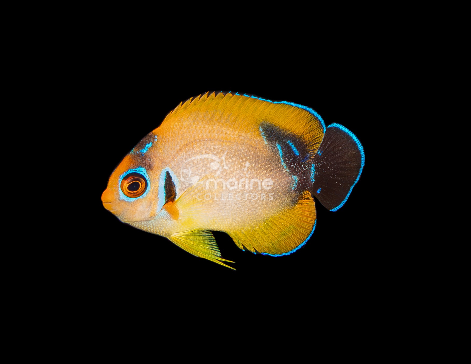 Collectors Chamber - Rare Saltwater Fish and Marine Pets – Marine ...