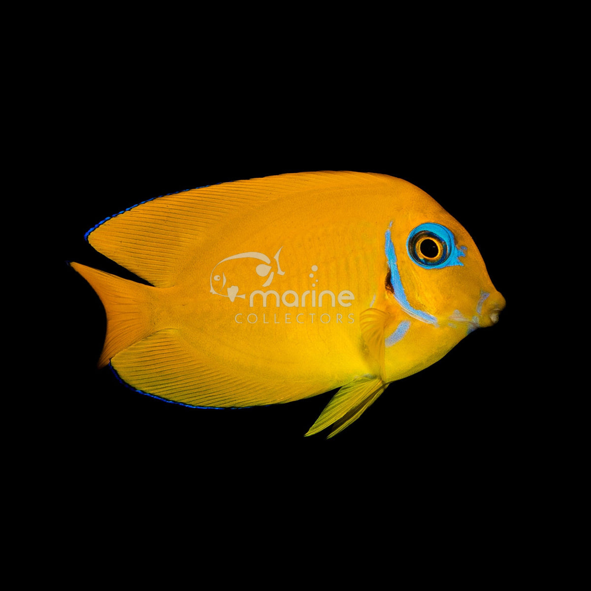 Lemonpeel Mimic Tang - Saltwater Fish – Marine Collectors