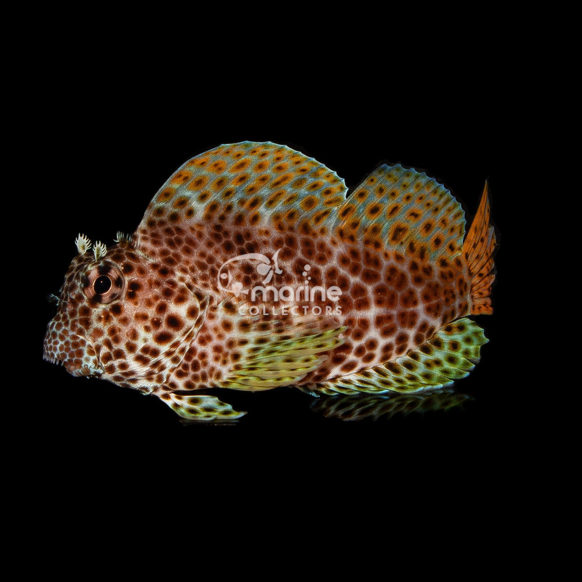 Leopard Blenny - Saltwater Fish Shop | Marine Aquariums – Marine Collectors