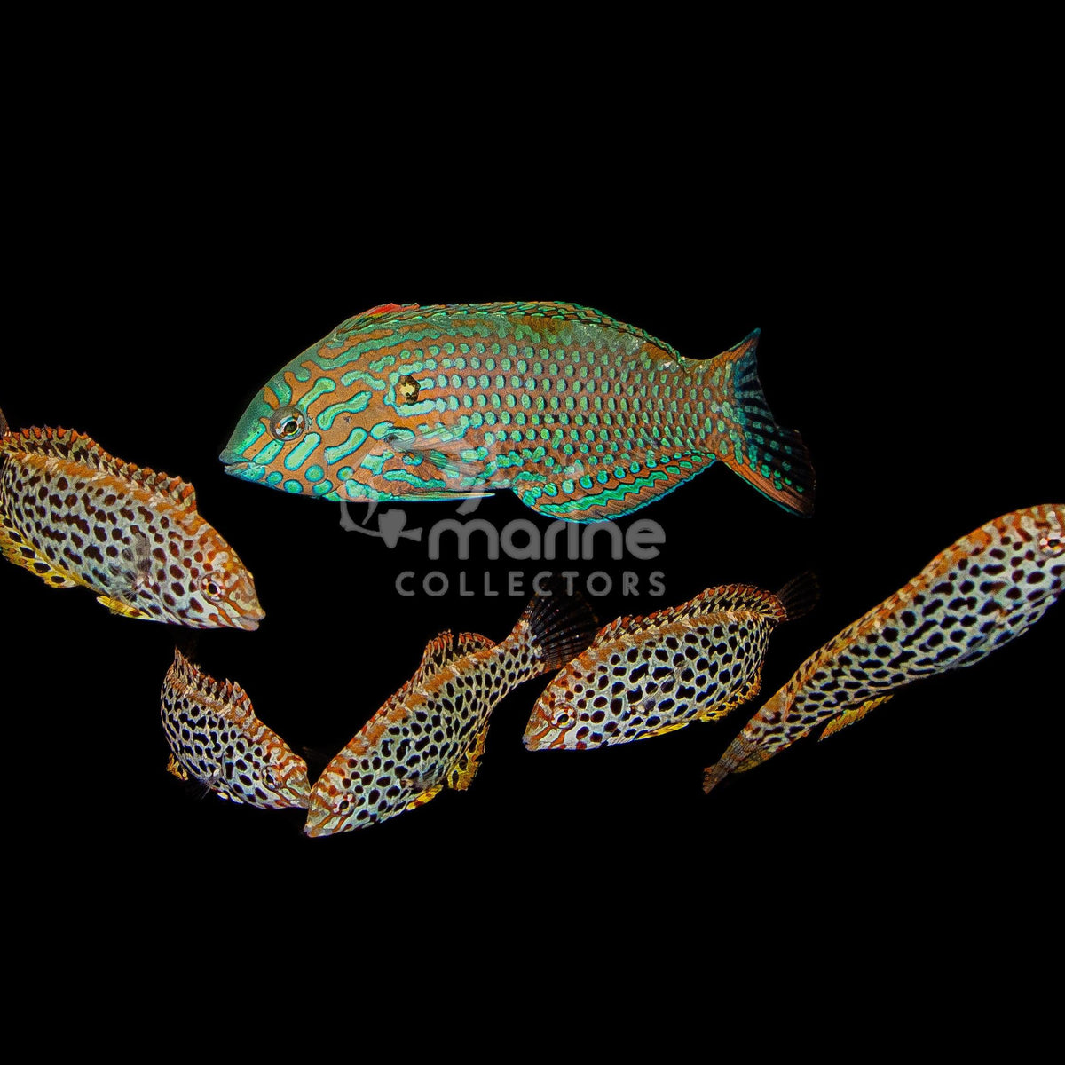Leopard Wrasse – Marine Collectors