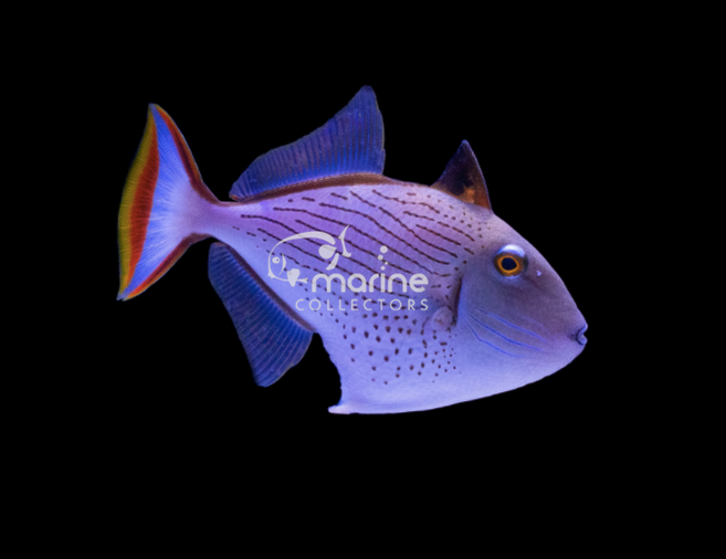 Line-Spot Trigger - Saltwater Fish – Marine Collectors