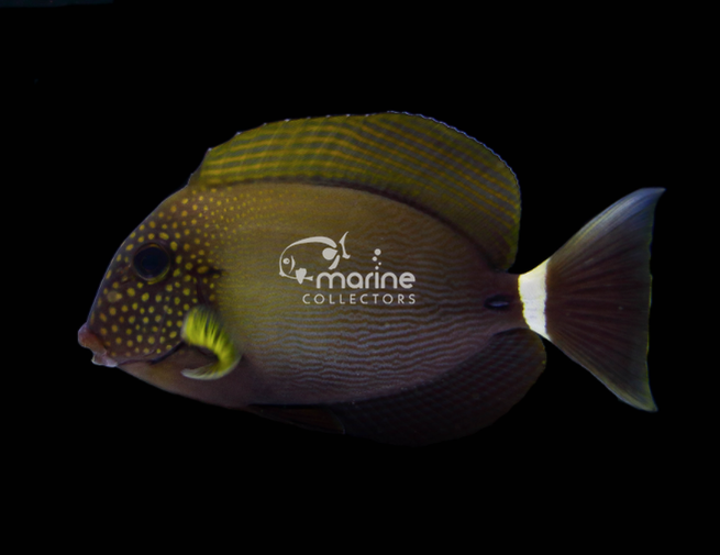 Maculiceps Tang - Saltwater Fish – Marine Collectors