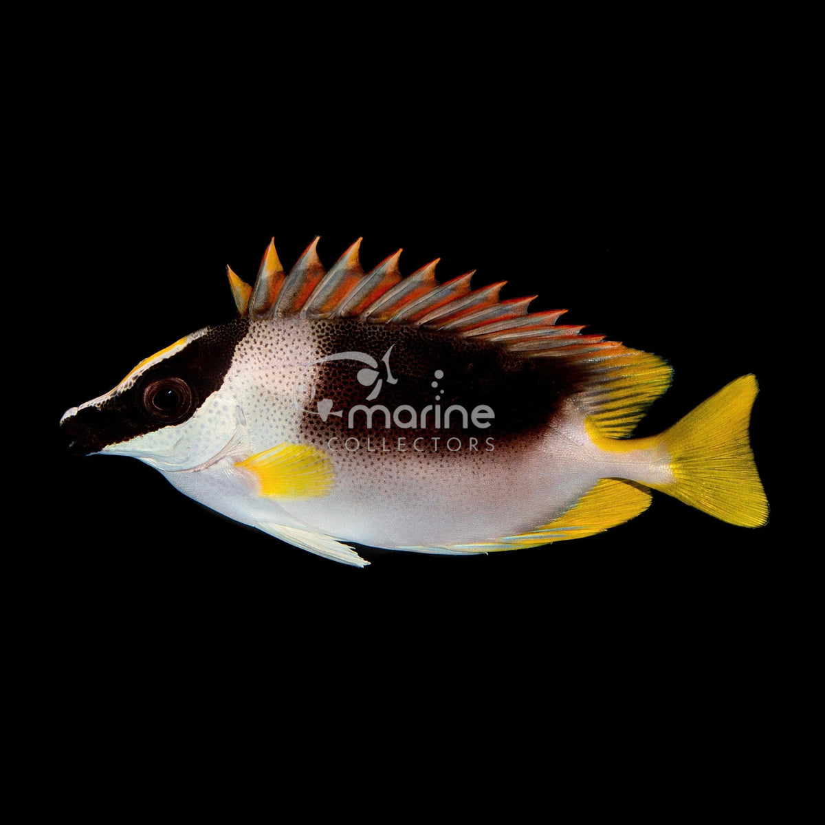 Magnificent Foxface - Saltwater Fish – Marine Collectors