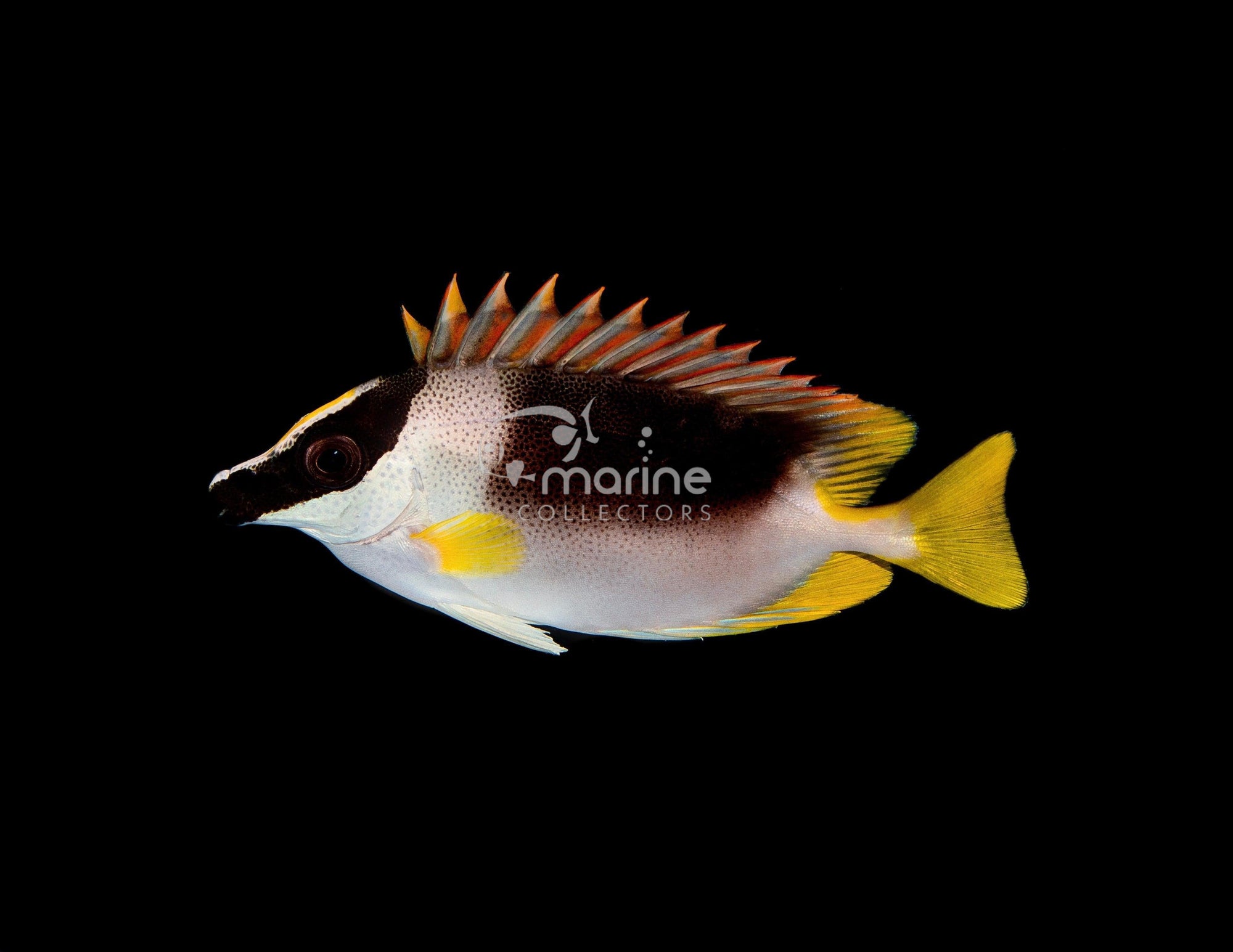 Foxface/Rabbitfish – Marine Collectors