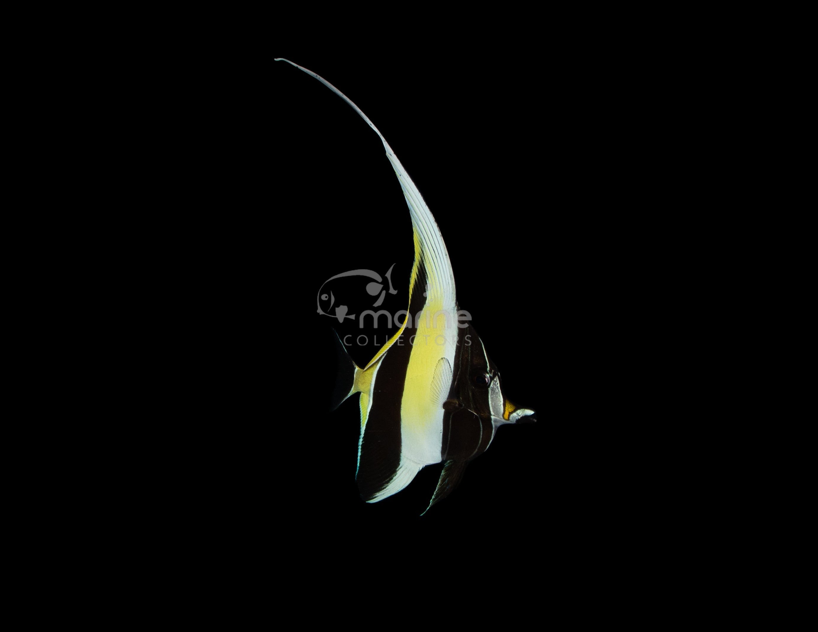 Signature Fish – Marine Collectors
