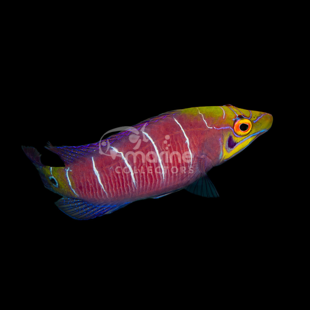 Mystery Wrasse - Saltwater Fish – Marine Collectors