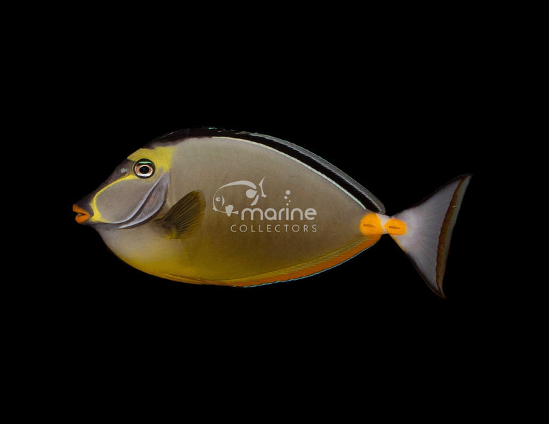 Tangs/Surgeonfish for Sale – Marine Collectors