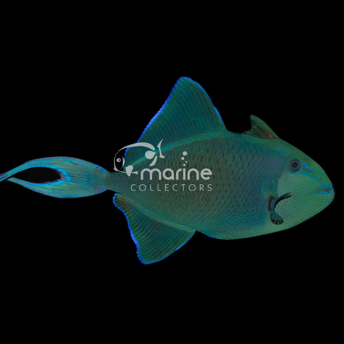 Niger Triggerfish - Saltwater Fish – Marine Collectors