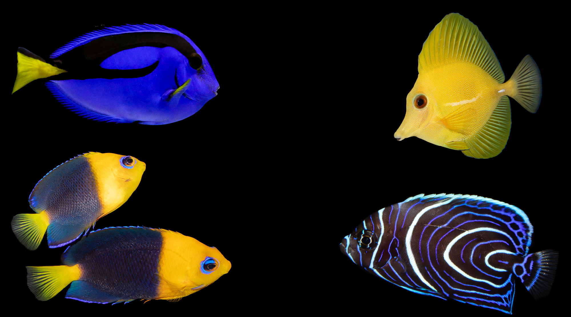 Saltwater Fish for Sale | Buy Marine Aquarium Fish | Marine Collectors