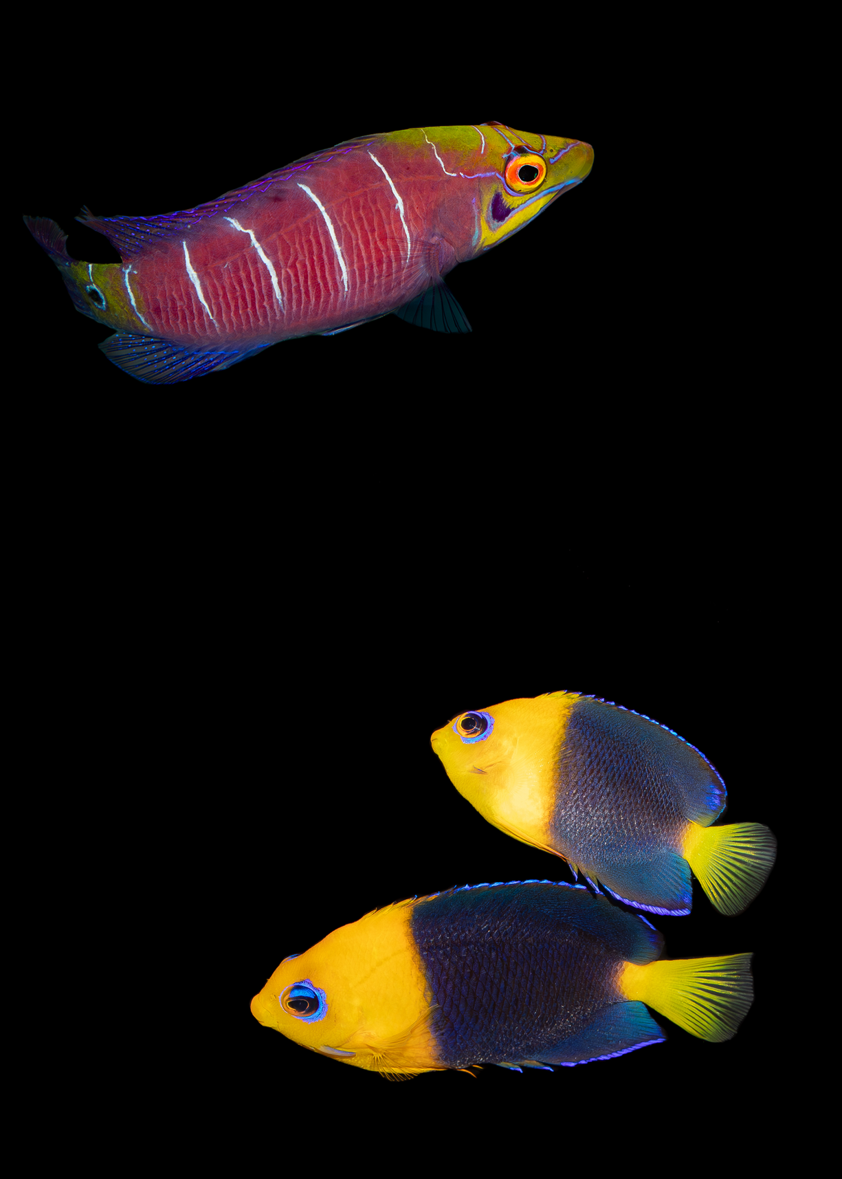 Saltwater Fish for Sale | Buy Marine Aquarium Fish | Marine Collectors