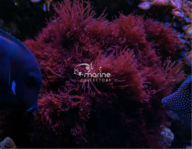 Ogo (Live Food) - Saltwater Fish – Marine Collectors