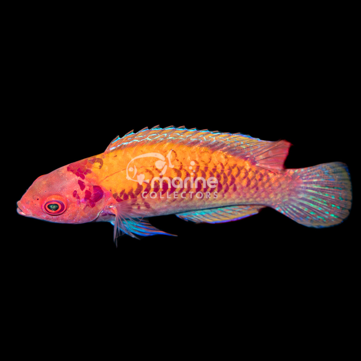 Orange Back Fairy Wrasse | Saltwater Fish – Marine Collectors