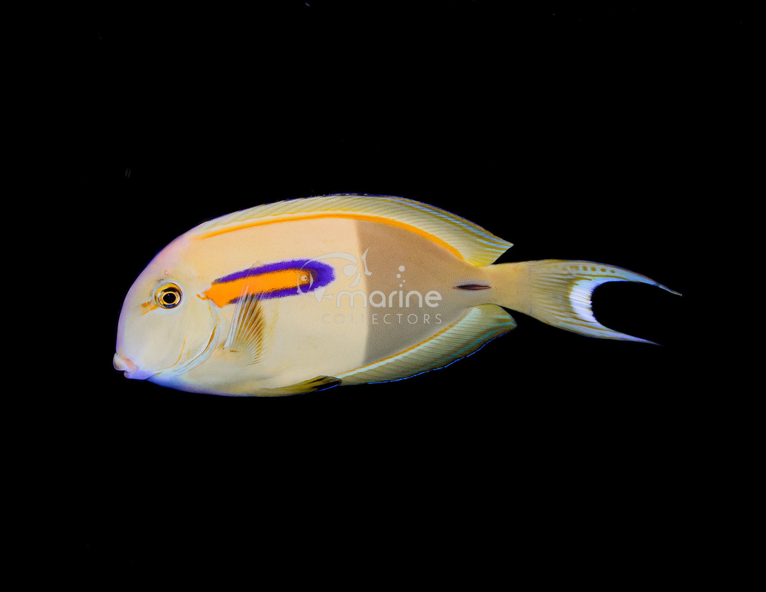 Orange Shoulder Tang - Saltwater Fish – Marine Collectors