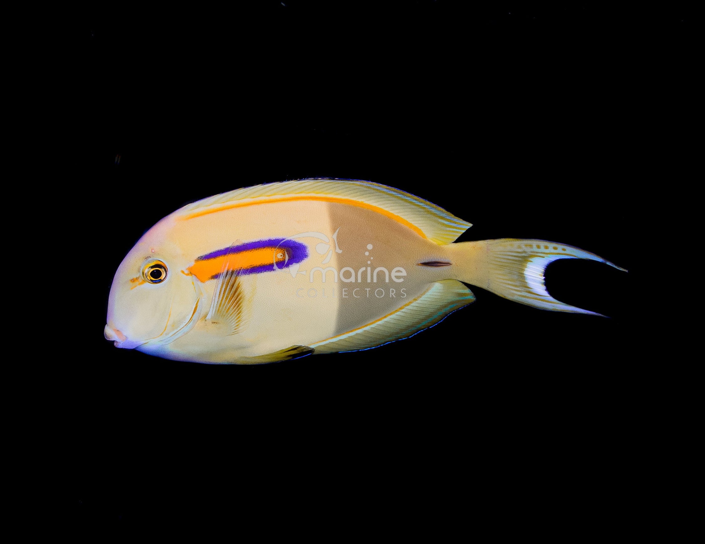Tangs/Surgeonfish for Sale – Marine Collectors