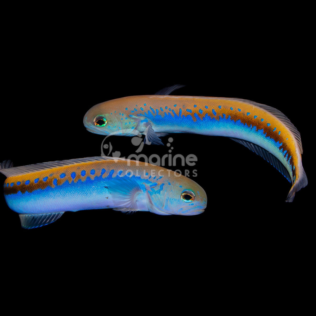 Oreni Tilefish - Saltwater Fish – Marine Collectors