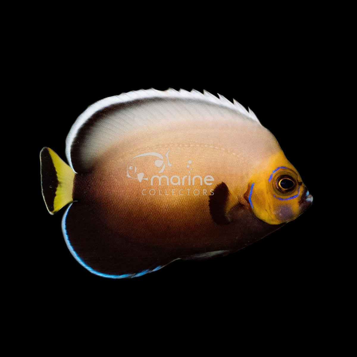 (POMA) Conspicuous Angelfish - Saltwater Fish – Marine Collectors