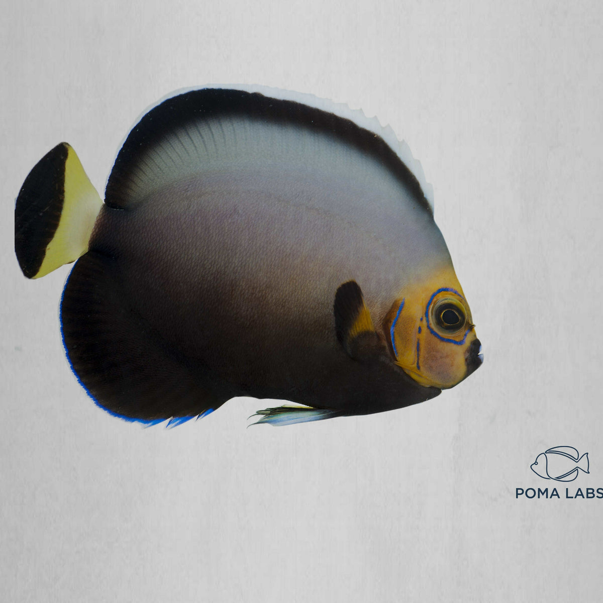 (POMA) Conspicuous Angelfish – Marine Collectors