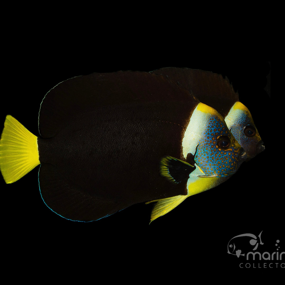 Personifer Angelfish (PAIR) - Saltwater Fish Shop | Marine Aquariums ...